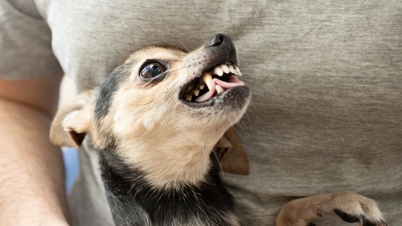 Dog Bite Lawyer in Fort McCoy, FL | Meldon Law